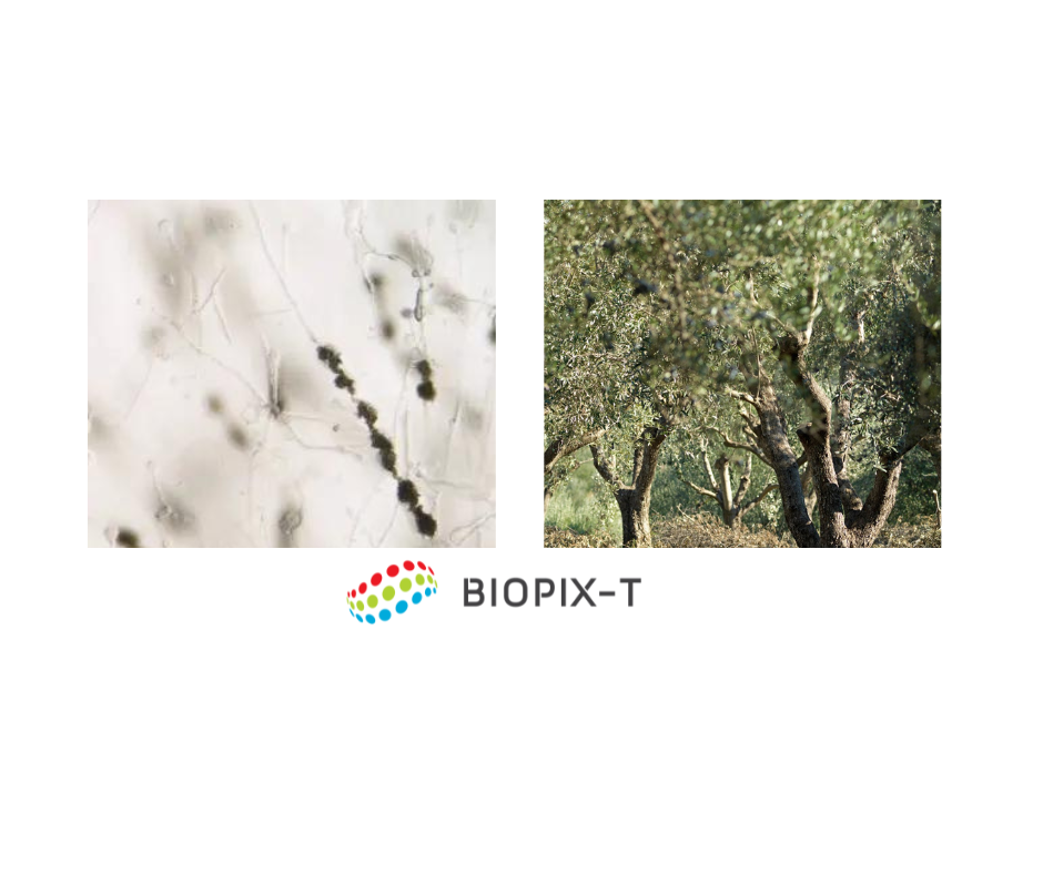 Early on-site detection of plant pathogenic fungus V.dahliae in olive ...